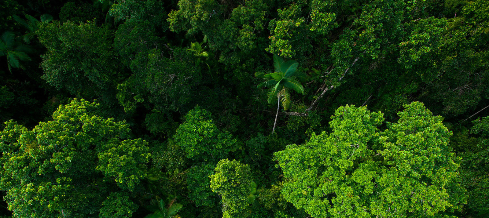 plant-power-thriving-forest - Plant Power Task Force